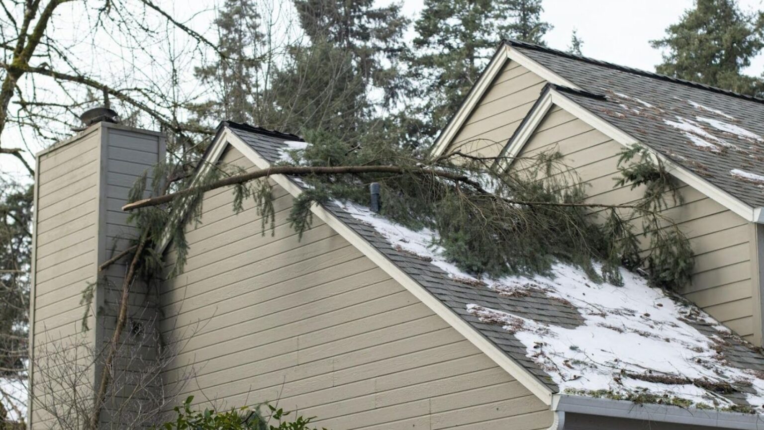 What to Do If a Tree Limb Damages Your Roof (Step-by-Step) - Design Mode 24